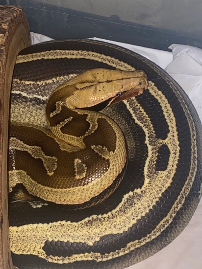 Gen Stripe Borneo Short-Tailed Python by Saley Reptiles