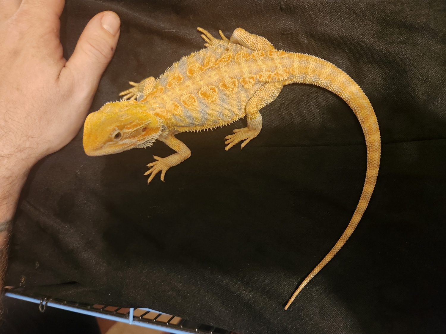 Orange Hypo Leatherback Tiger Blue Bar Het Trans Het Zero $150 Central ...