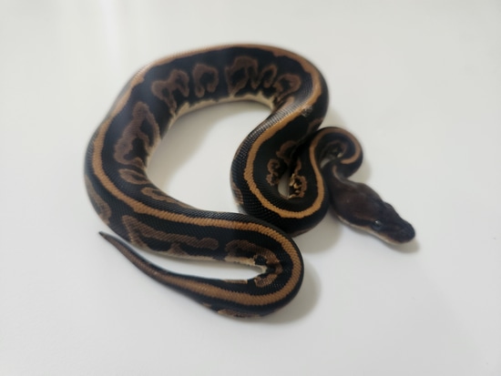 Cinnamon Orange Dream Blackhead Ball Python by Mikes Dragons