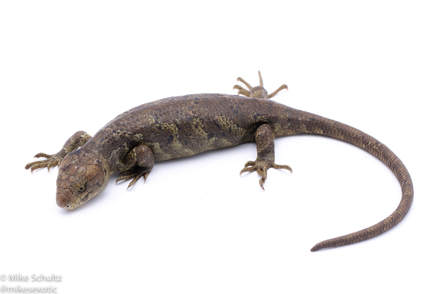 Monkey-tailed Skink by Mike's Exotics - MorphMarket