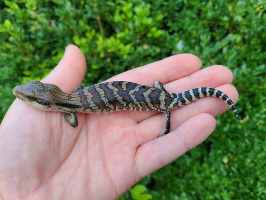 RARE Victorian Eastern Blue Tongue Skink Eastern Blue-Tongued Skink by ...