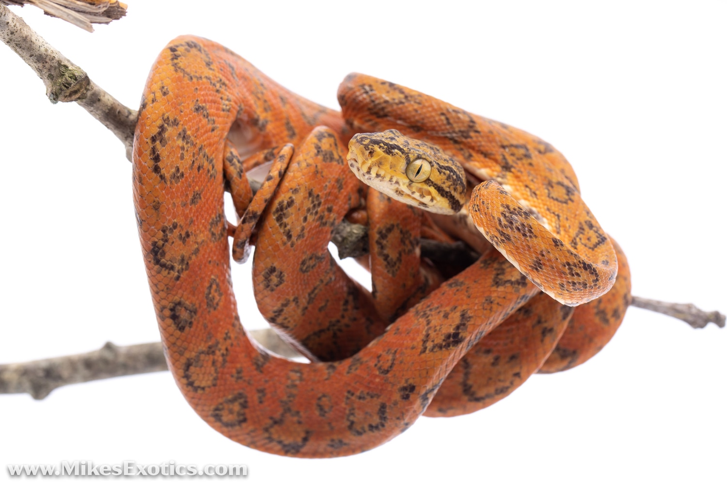 Red & Orange Amazon Tree Boa by Mike's Exotics - MorphMarket