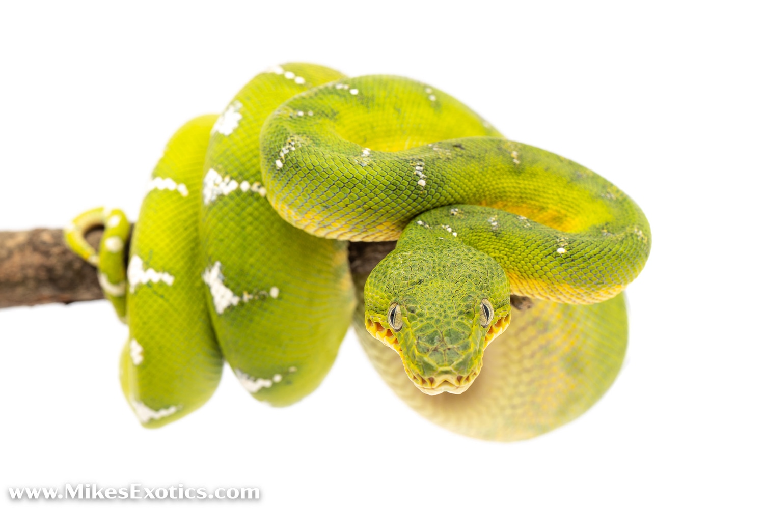 A+++ Juvenile Female Emerald Tree Boa Northern Emerald Tree Boa by Mike ...