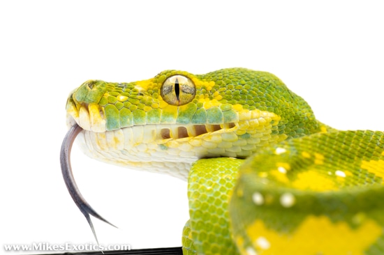 Biak - Subadult Female LONG TERM CAPTIVE! Green Tree Python by Mike's ...