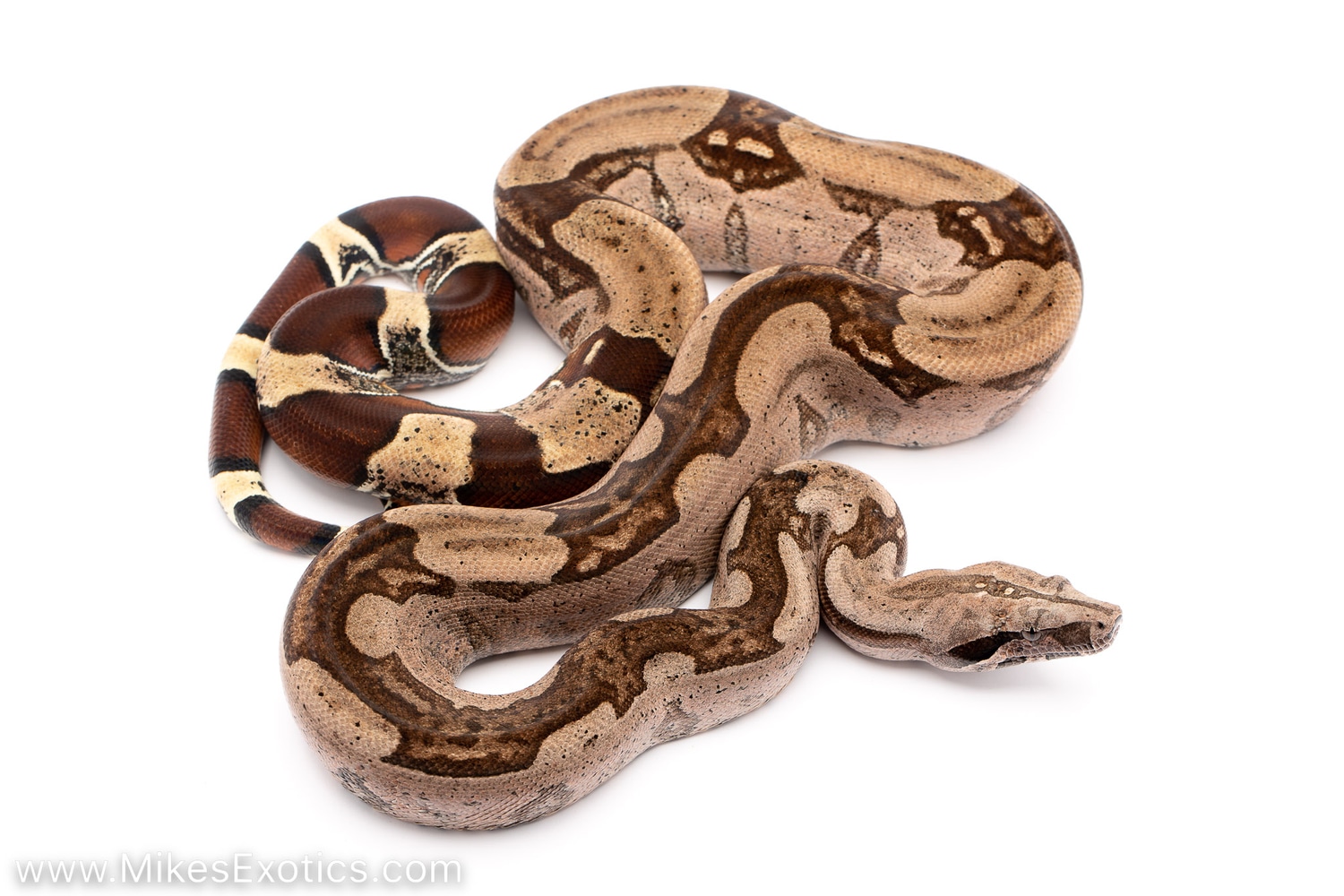 Striped Guyana - Male True Red-tailed Boa Constrictor by Mike's Exotics ...