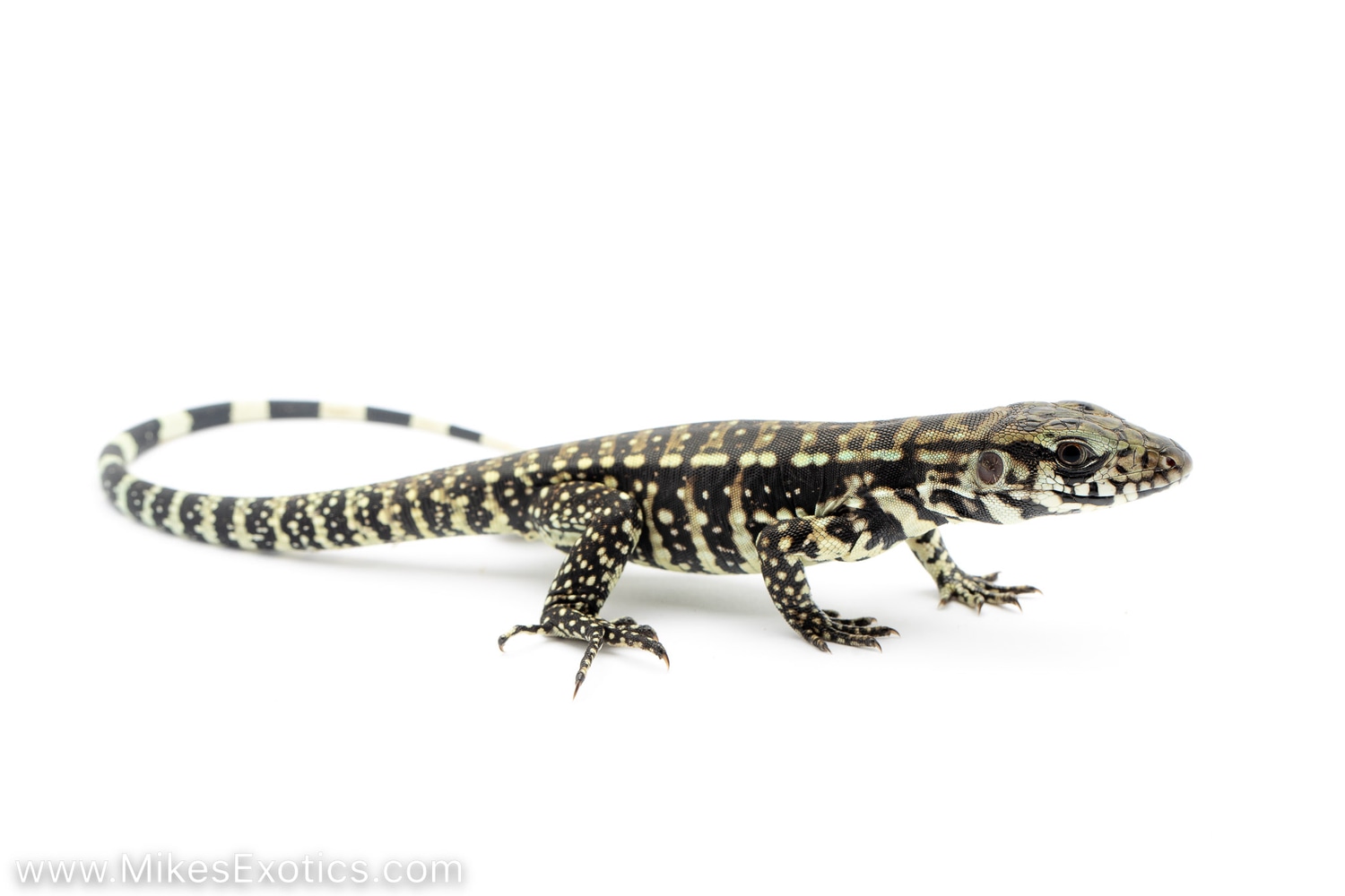 Cbb Baby Blue Tegus! Salvator Tegu by Mike's Exotics - MorphMarket