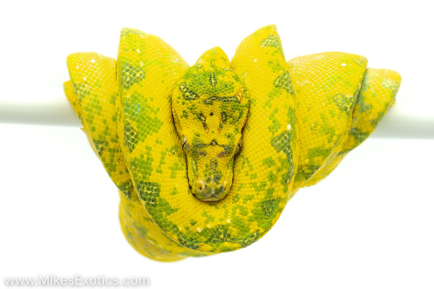 High Yellow Biak - Female Green Tree Python by Mike's Exotics - MorphMarket