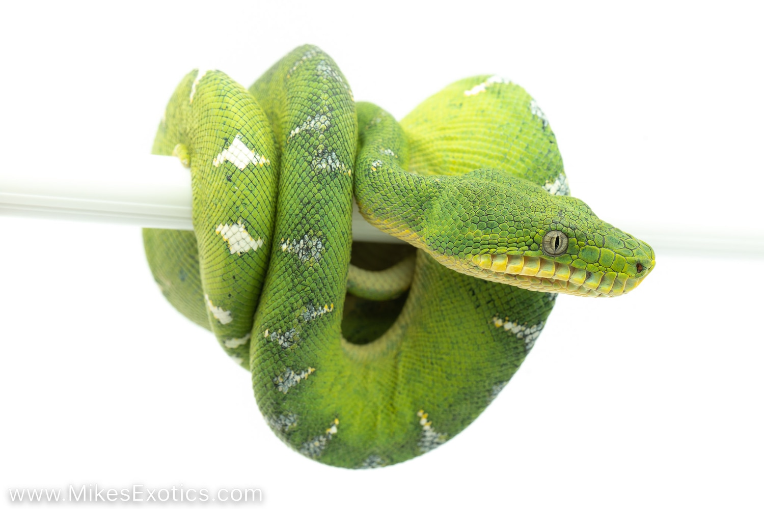 Emerald Tree Boa - Nice Yearling! Northern Emerald Tree Boa by Mike's ...
