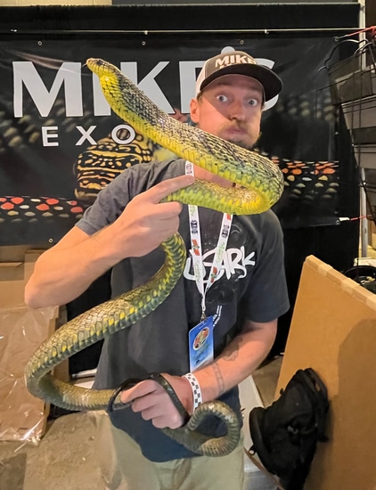 AMAZON PUFFING SNAKE - Spilotes Sulphureus Other Rat Snake by Mike's ...