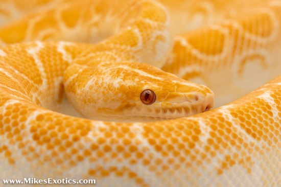 Albino Brazilian Rainbow Boa by Mike's Exotics