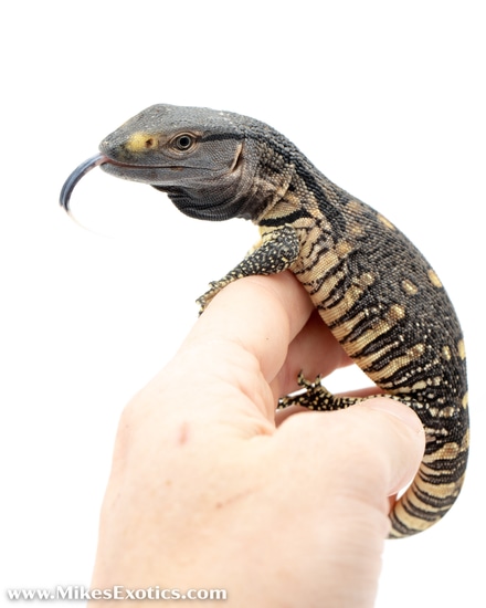 Black Throat Monitors Black-Throated Monitor by Mike's Exotics