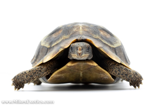 Well Acclimated Adult Female Hingeback Tortoise Forest Hinge-Back ...