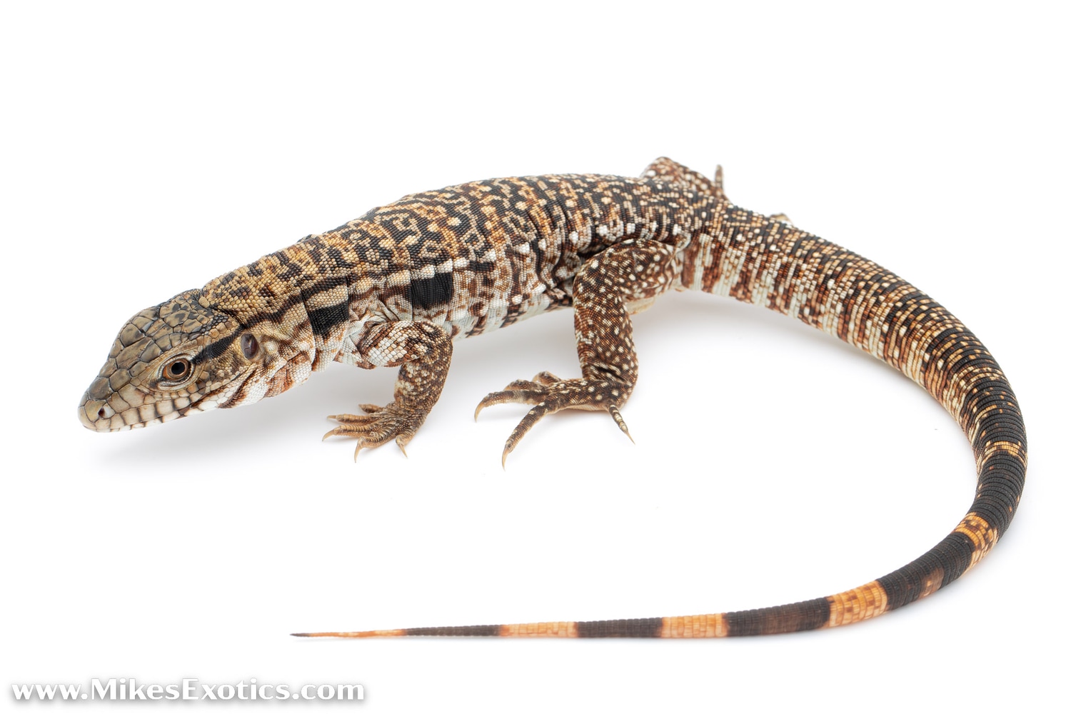 Red Tegu Salvator Tegu by Mike's Exotics - MorphMarket