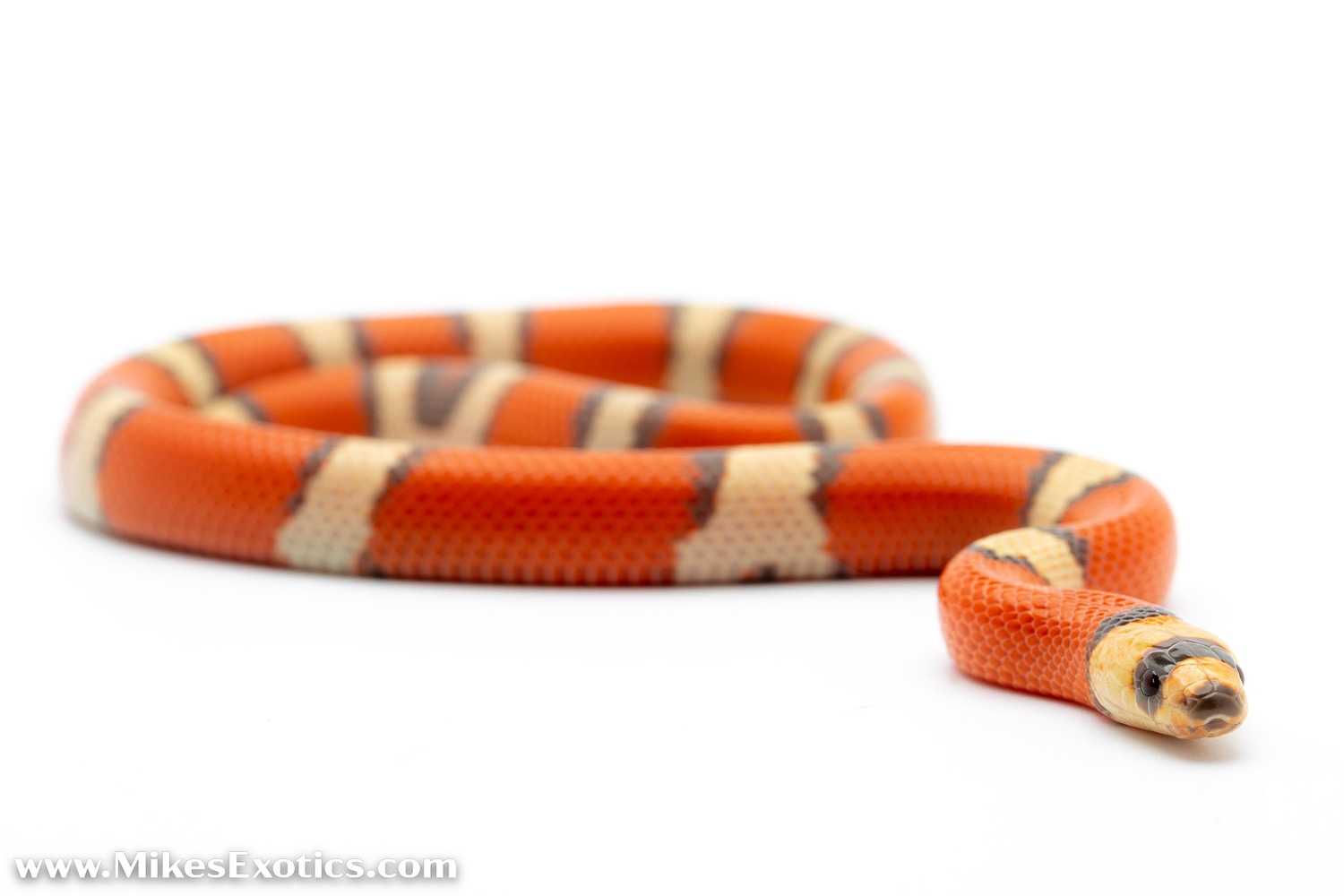 Hypo Tricolor Vanishing Pattern Honduran Milk Snake by Mike's Exotics ...