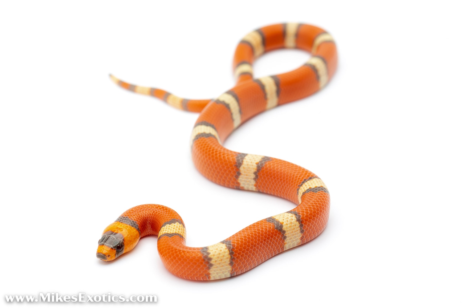 Hypo Tricolor Vanishing Pattern Honduran Milk Snake by Mike's Exotics ...