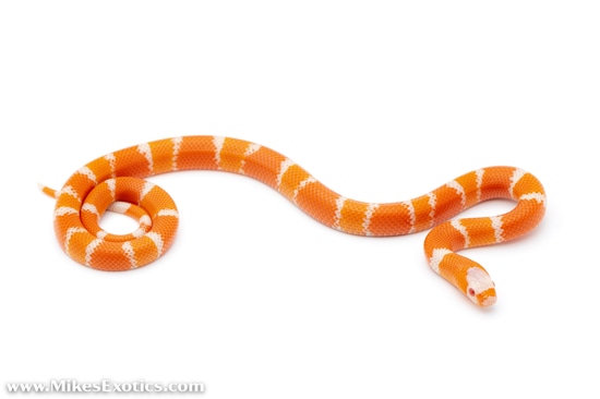 Albino Bicolor Honduran Milk Snake by Mike's Exotics
