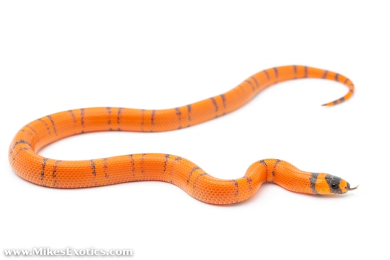 Hypo Vanishing Pattern Bicolor Honduran Milk Snake by Mike's Exotics