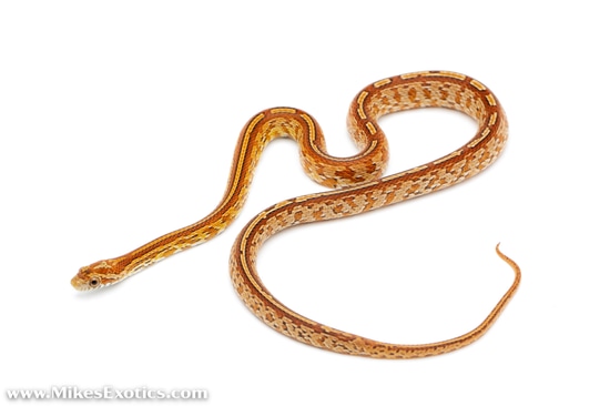 Tessera Corn Snake by Mike's Exotics