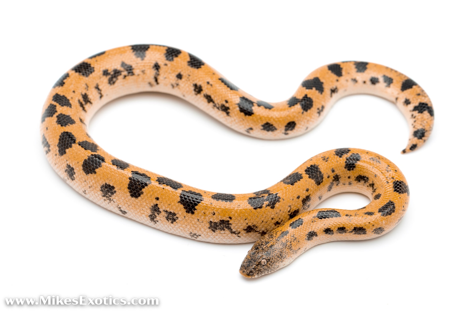 Long Term Captive - Sunburst Saharan Sand Boa by Mike's Exotics ...