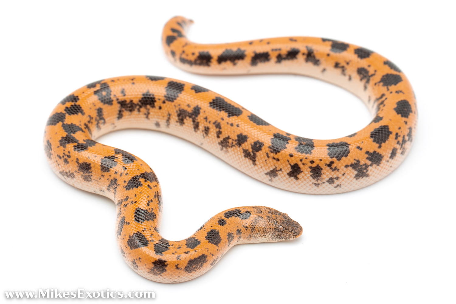 Long Term Captive - Sunburst Saharan Sand Boa by Mike's Exotics ...