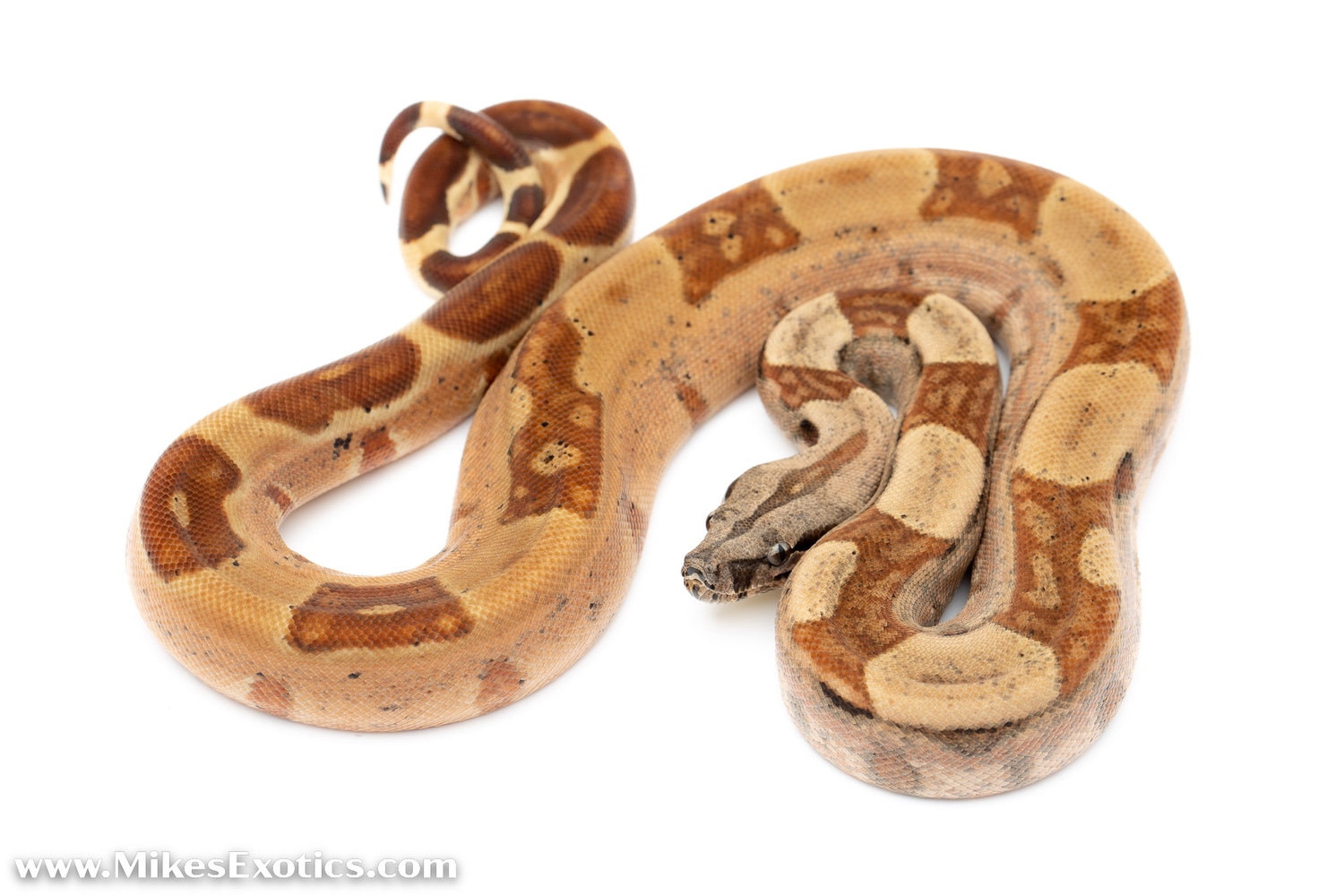 Hypo Jungle Ph VPI Ph Leopard Ph Blood Boa Constrictor by Mike's ...