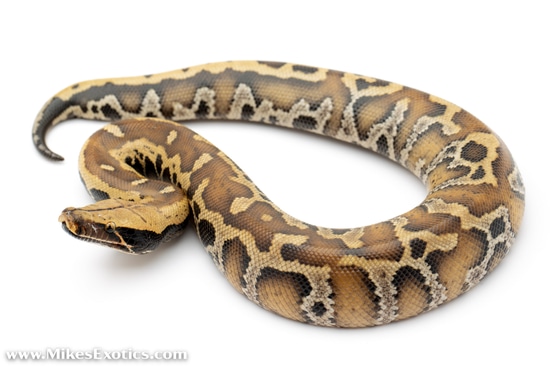 Red Blood Python by Mike's Exotics