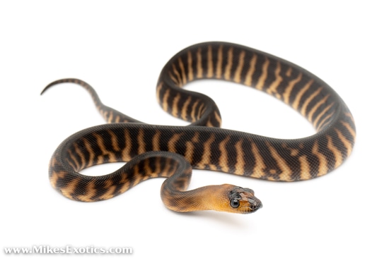 "Bushfire" Woma Python - WILL TRADE FOR BLACKHEAD FEMALE by Mike's Exotics