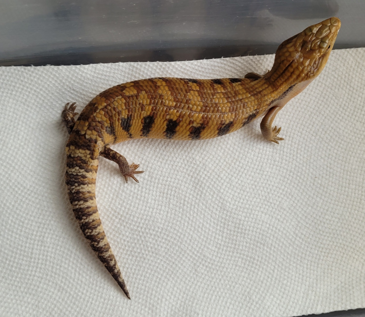 Orange Line Northern Blue-Tongued Skink by Mike's Exotics - MorphMarket