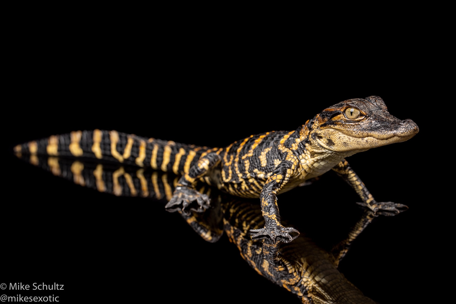 Captive Bred Baby American Alligator by Mike's Exotics - MorphMarket