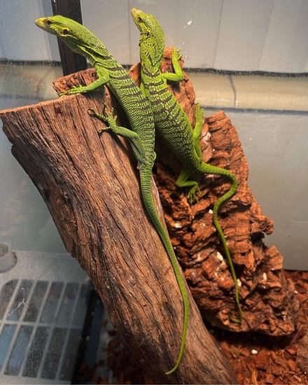 Emerald Tree Monitor Pair Green Tree Monitor by Mike's Exotics