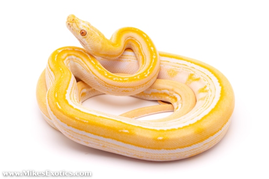 Albino Genetic Stripe Reticulated Python by Mike's Exotics