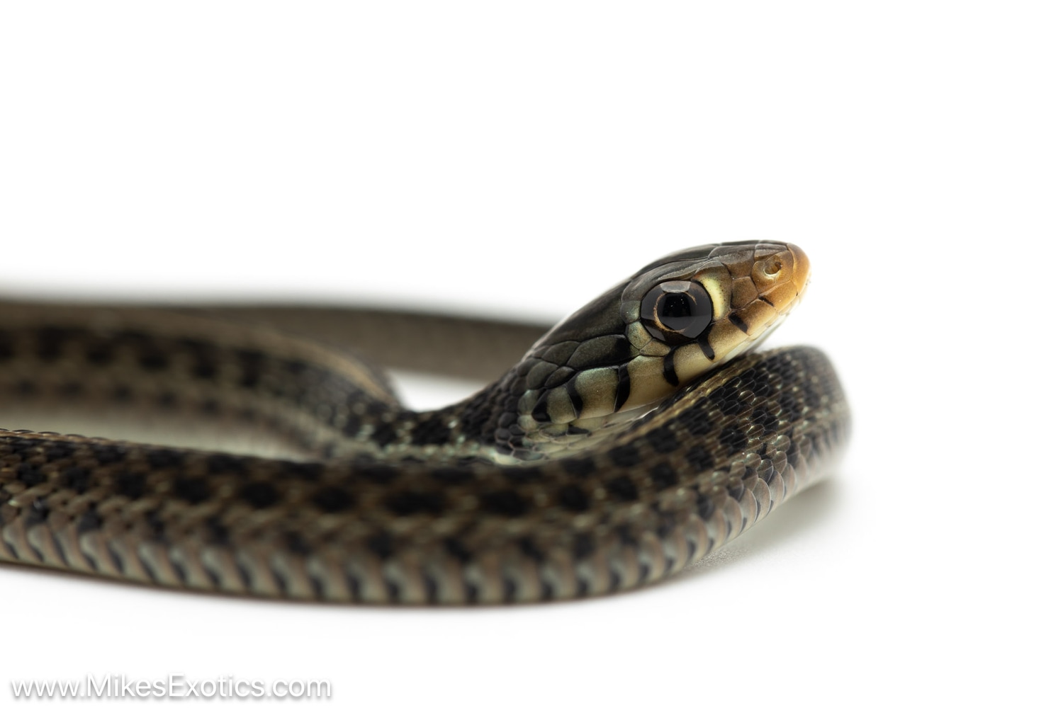 Florida Blue Garter Snake by Mike's Exotics - MorphMarket