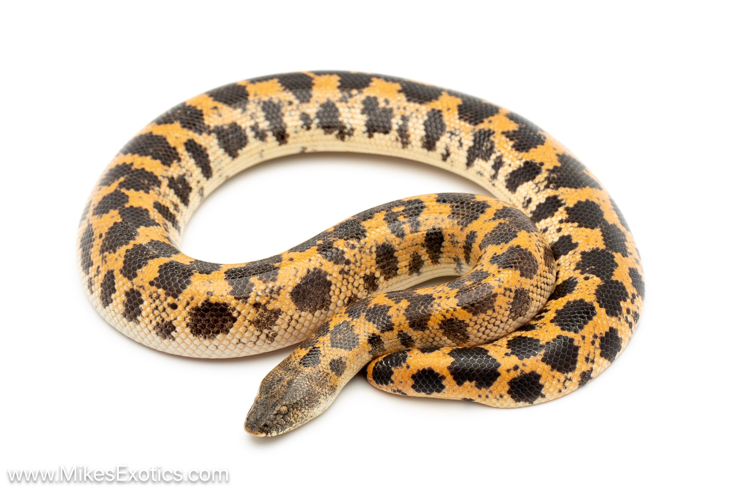 Long Term Captive (1 Year) Aberrant Sunburst Saharan Sand Boa by Mike's ...