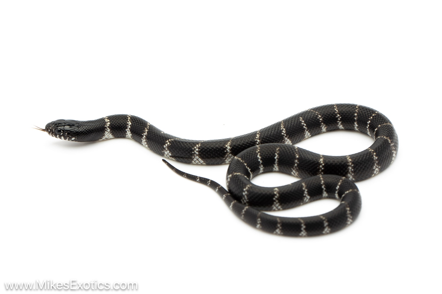 Trumbower Yuma Kingsnake California Kingsnake by Mike's Exotics ...