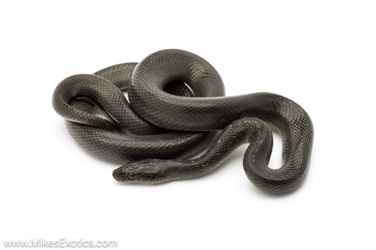 Olive House Snakes by Mike's Exotics