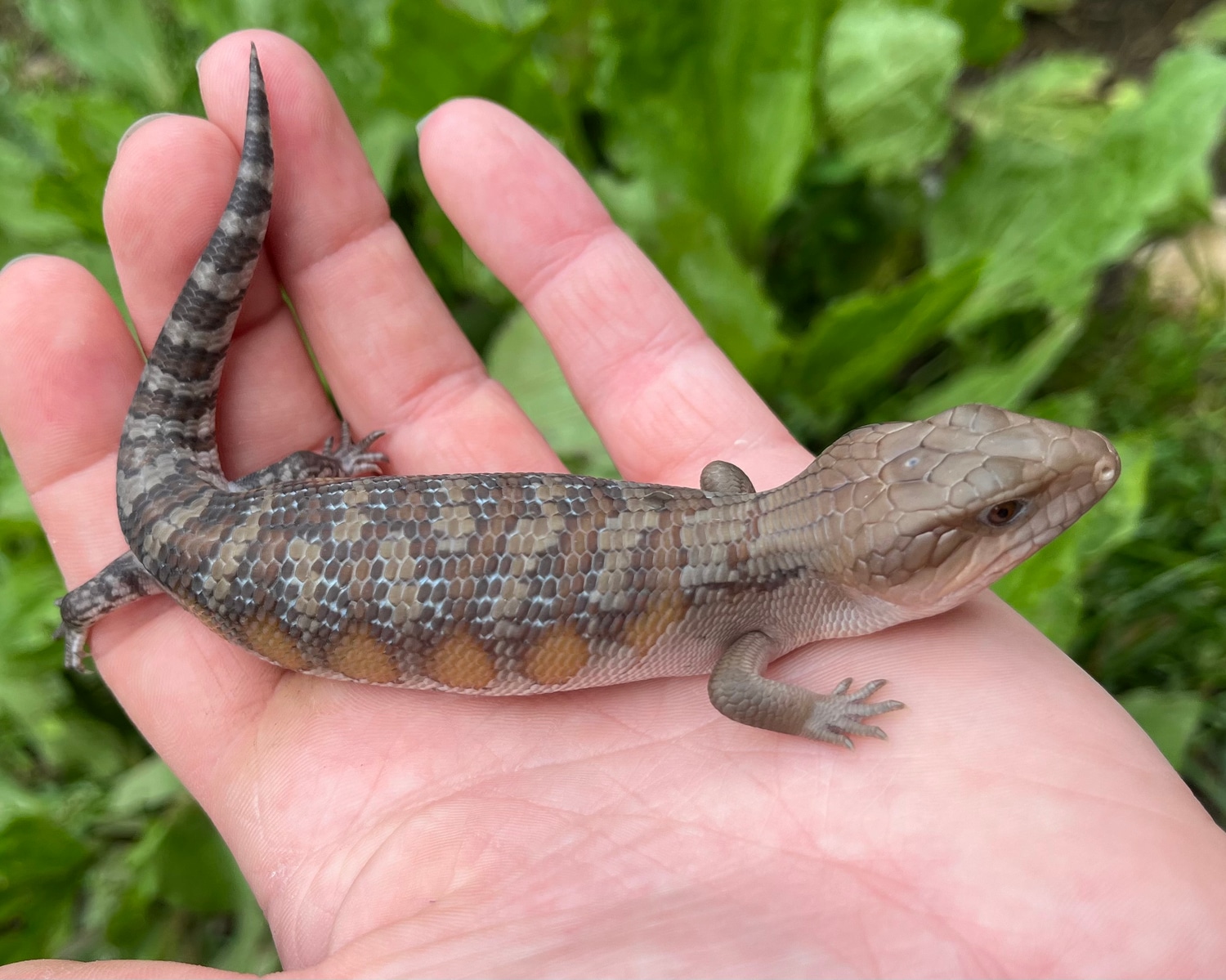 Northern Blue-Tongued Skink by Mike's Exotics - MorphMarket