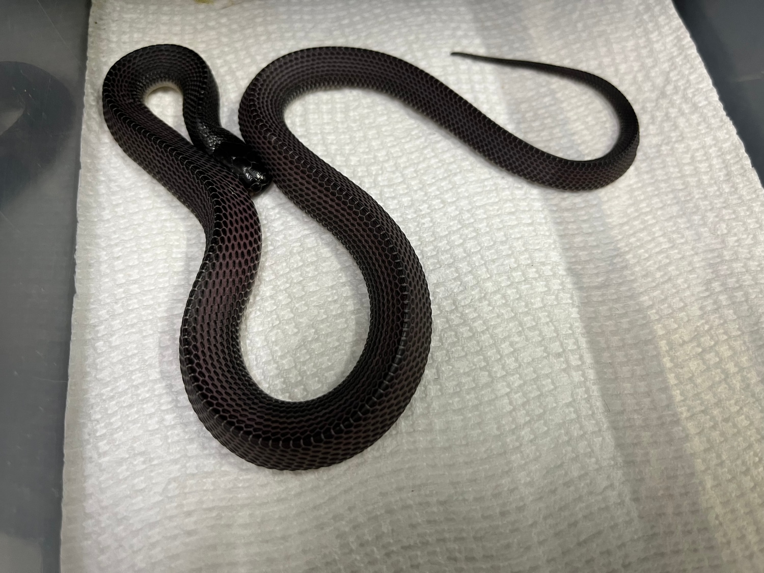 Captive Hatched African File Snakes More Colubrid by Mike's Exotics ...