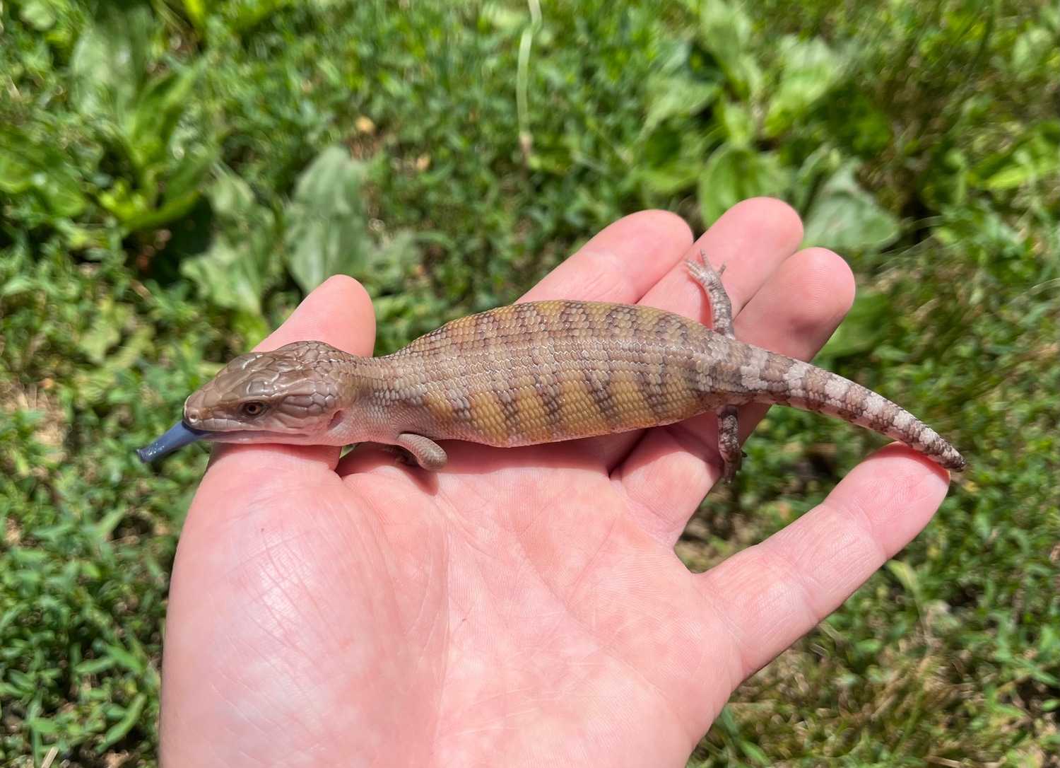 Orange Line Northern Blue-Tongued Skink by Mike's Exotics - MorphMarket