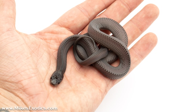 Captive Hatched African File Snakes More Colubrid by Mike's Exotics