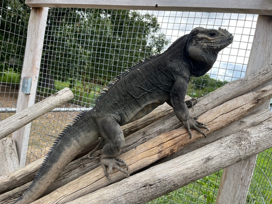 Friendly Adult Male Rhino Iguana Other Iguana by Mike's Exotics