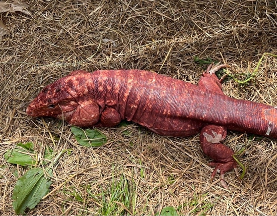 Captive Bred Red Tegus Argentine Tegus by Mike's Exotics