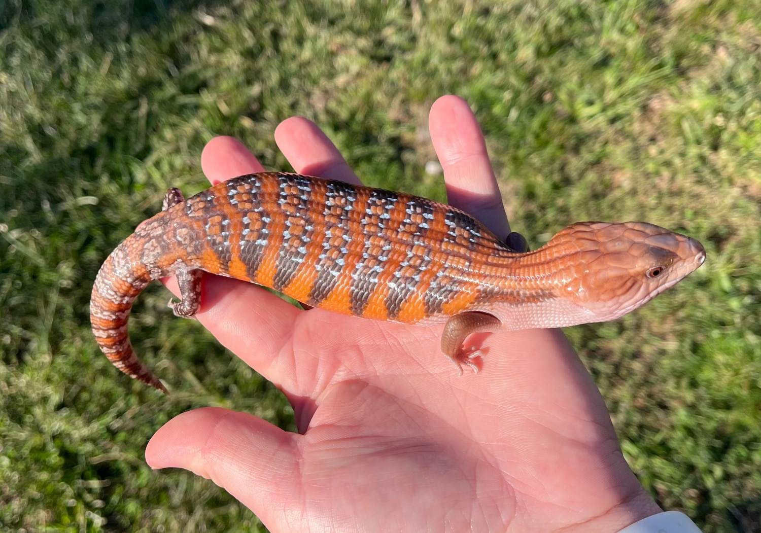 Red Line Northern Blue-Tongued Skink by Mike's Exotics - MorphMarket
