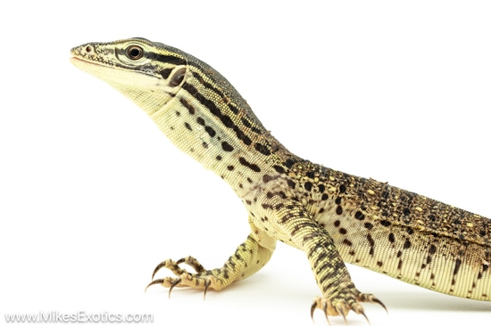 Argus Monitor - Suspected Female Other Monitor by Mike's Exotics