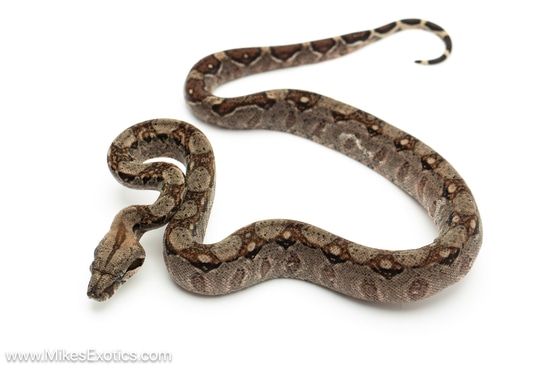 Nicaraguan Dwarf Boa Boa Constrictor by Mike's Exotics
