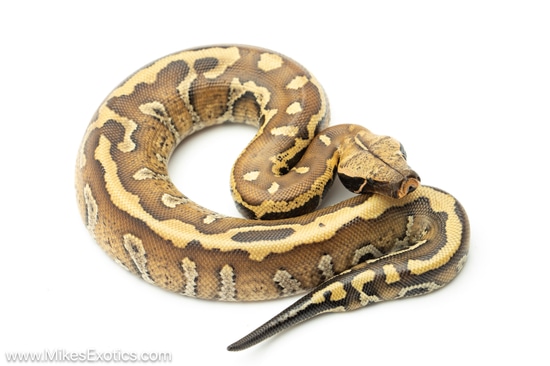 USA CBB Striped Red Blood Python by Mike's Exotics