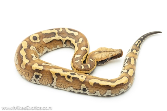 USA CBB Red Blood Python by Mike's Exotics