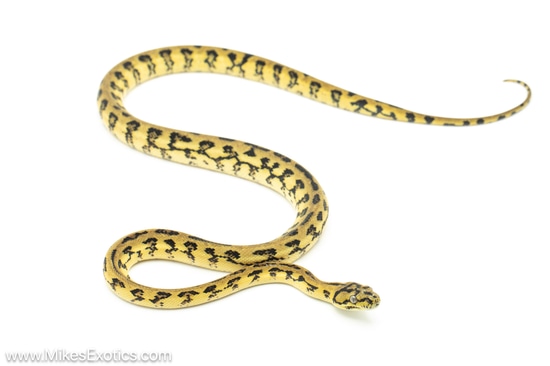 Jungle Jaguar Yearling Jungle Carpet Python by Mike's Exotics
