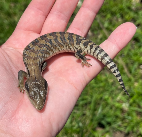Victorian Eastern Blue Tongue Skink Eastern Blue-Tongued Skink by Mike ...