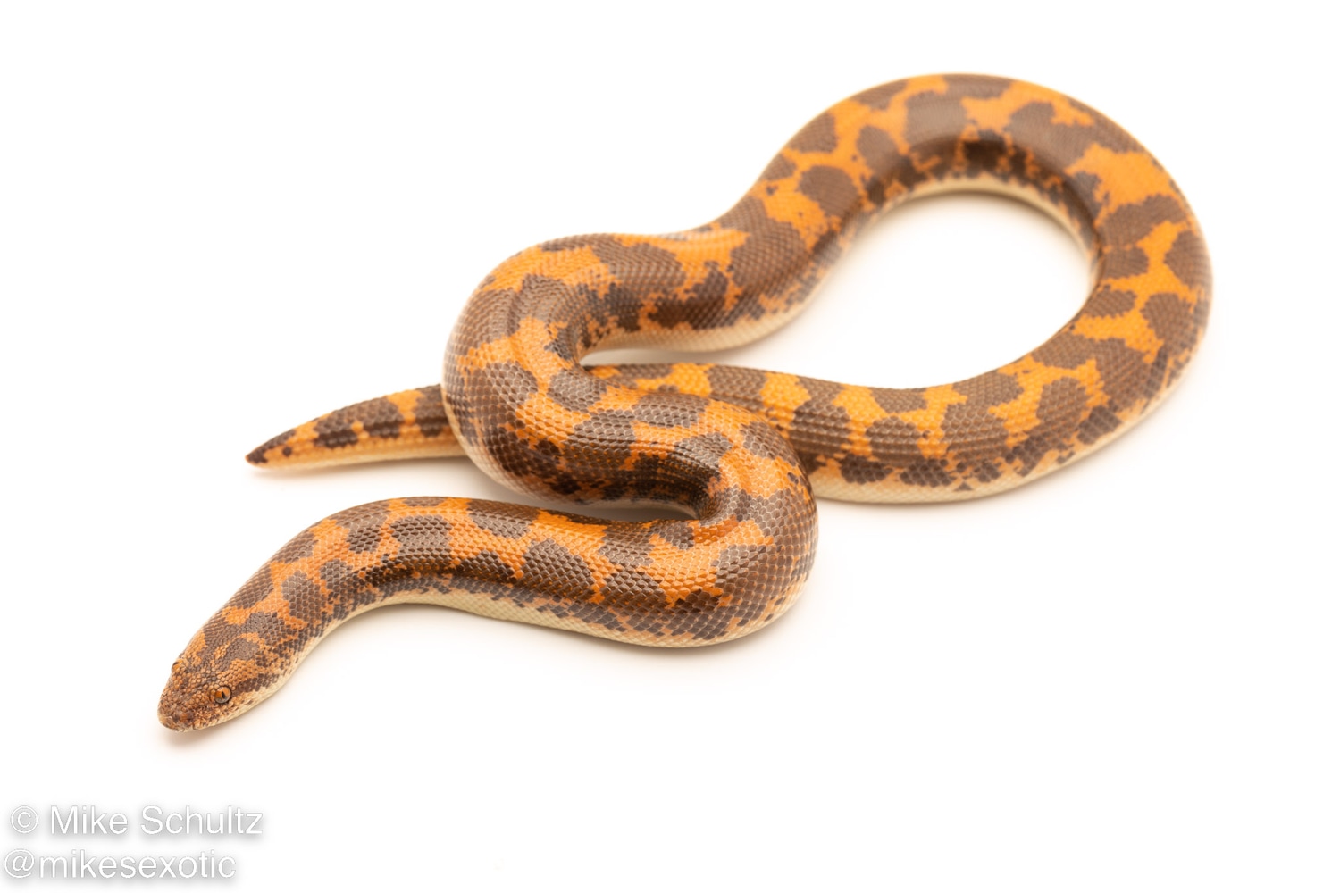 Nuclear Kenyan Sand Boa - Subadult Male