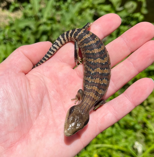 Victorian Eastern Blue Tongue Skink Eastern Blue-Tongued Skink by Mike ...
